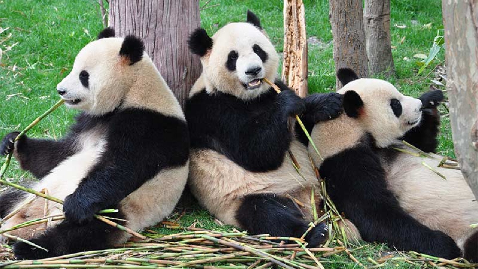 Oso Panda - Cosas que no sabías sobre los pandas